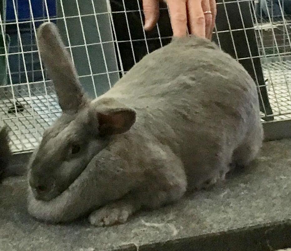 Show Ads ~ Western Heritage Beveren Breeders Specialty Club ...