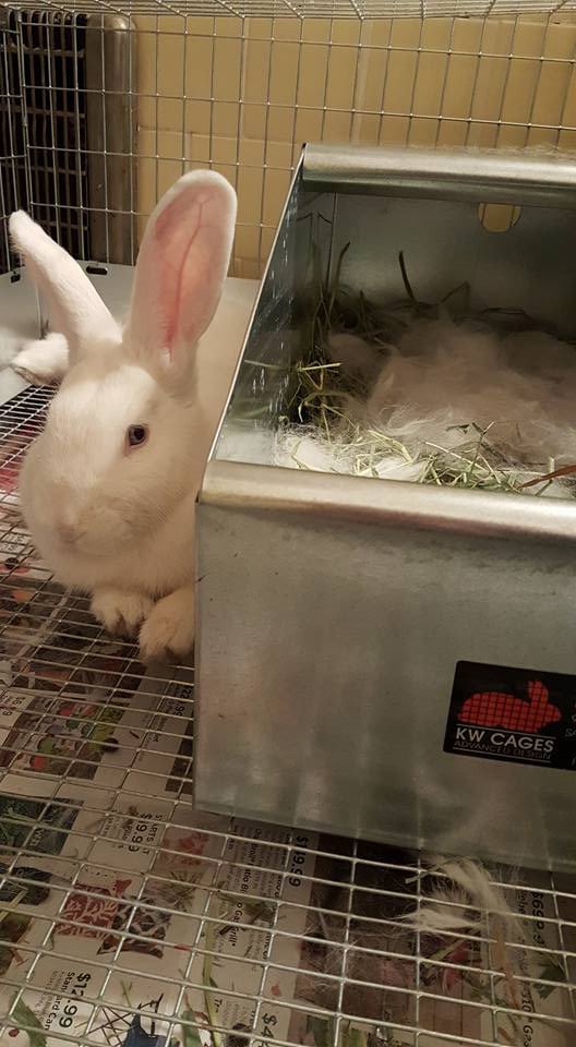 Show Ads ~ Western Heritage Beveren Breeders Specialty Club ...